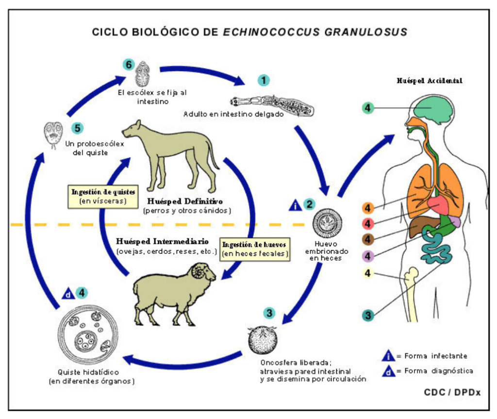 Biología de Echinococcus granulosus - Asociación de Hidatidología